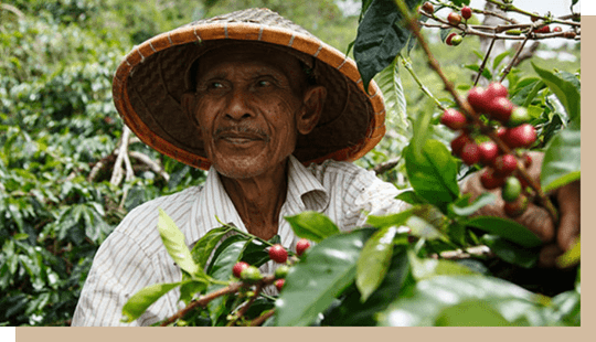 Max Havelaar : tout savoir sur ce label de commerce équitable | Maison ...