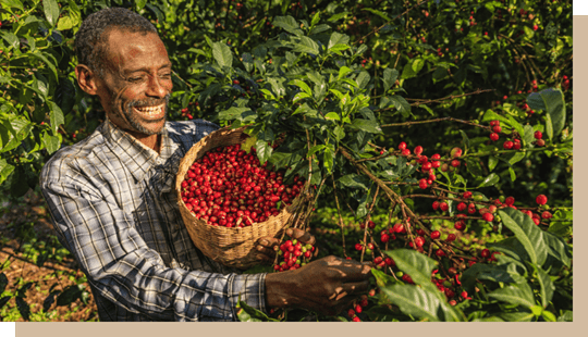 Certification UTZ pour le café : tout savoir sur ce label | Maison du Café