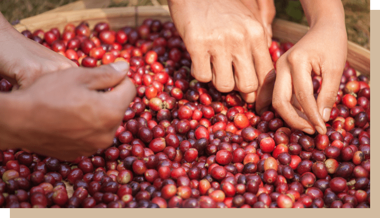 Culture et production du café : découvrez tous les secrets de ...